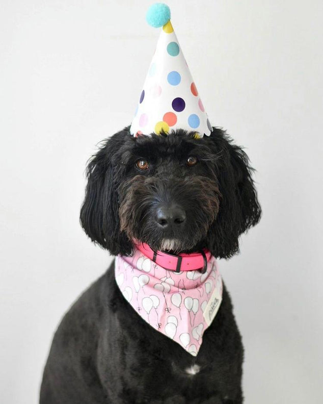 ZippyPaws - Fun Dog Toys & Accessories | Henlo Pets